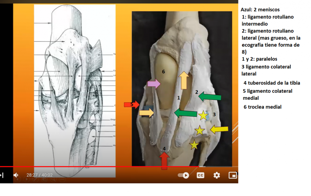Anatomía: articulación de la babilla o rodilla del equino o femoro ...